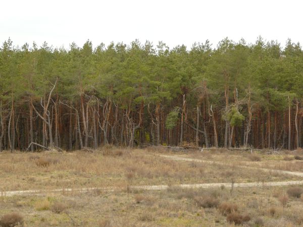 forest side view texture 0028 - Texturelib